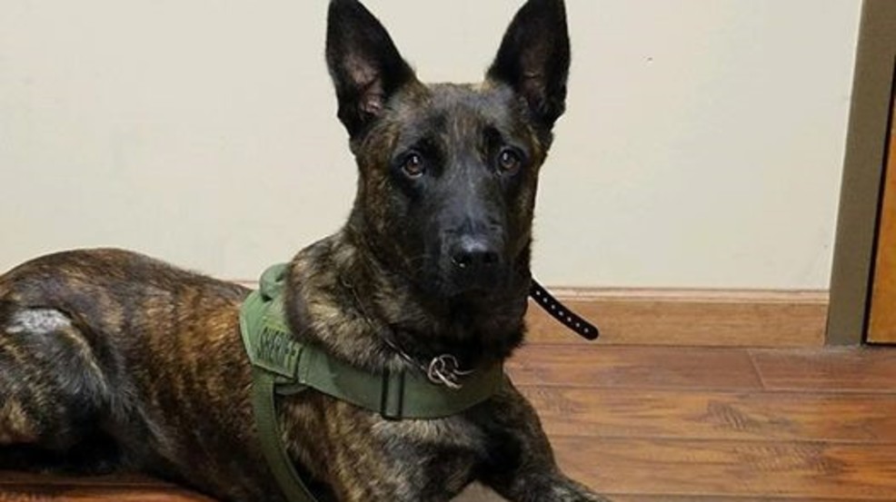 Community helps find injured K9 dog who went missing near Tennessee ...