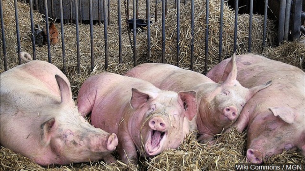 State officials warn of disease found in pig that can spread to humans ...