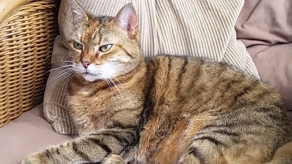 Man admits he brutally killed cat, faces 10 months in jail | WKRC