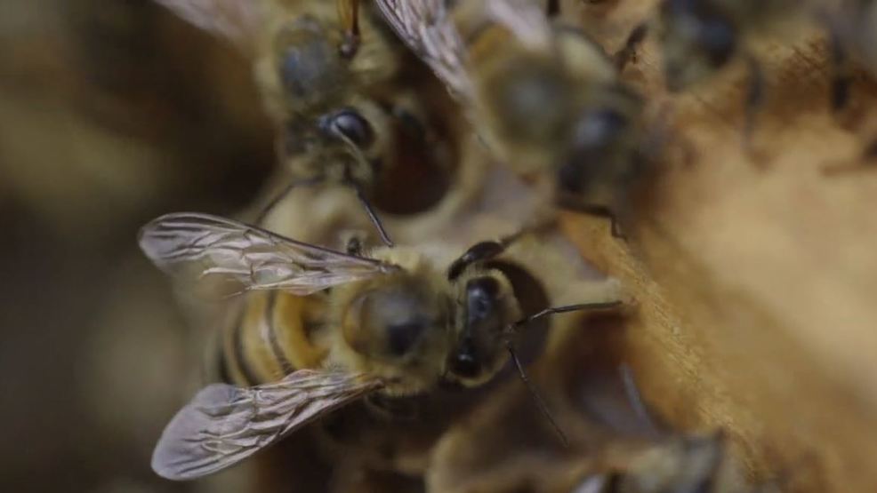 Man watches in horror as his best friend is attacked by a swarm of ...