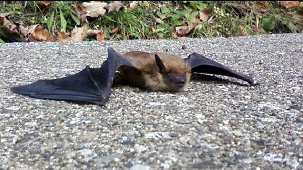 Hayden woman gets rabies shots after picking up dead bat | KBOI