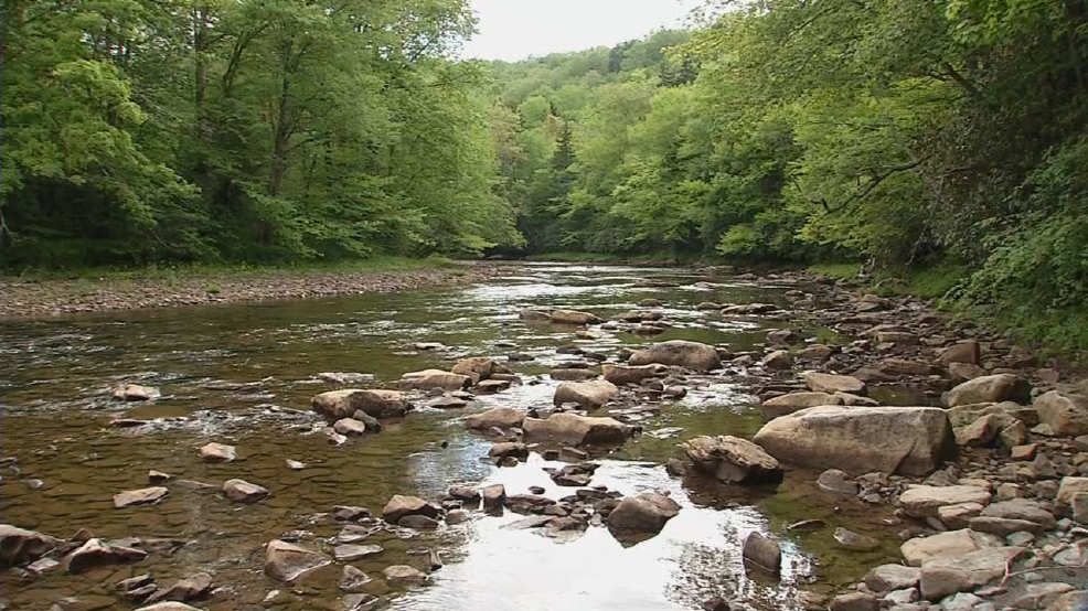 WV Wildlife: Native Brook Trout and Shavers Fork Restoration | WCHS
