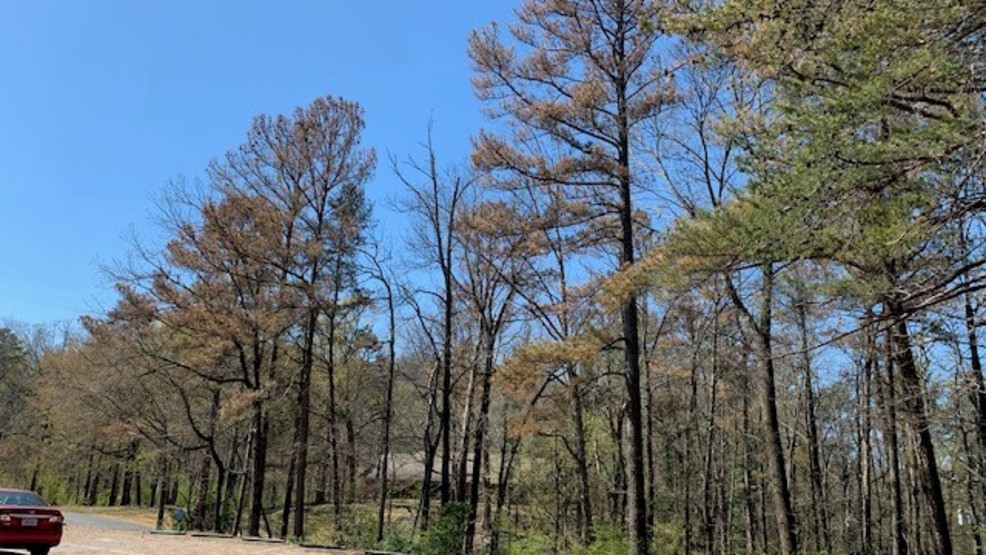 Dying pine trees spurs Birmingham Water Works investigation | WBMA