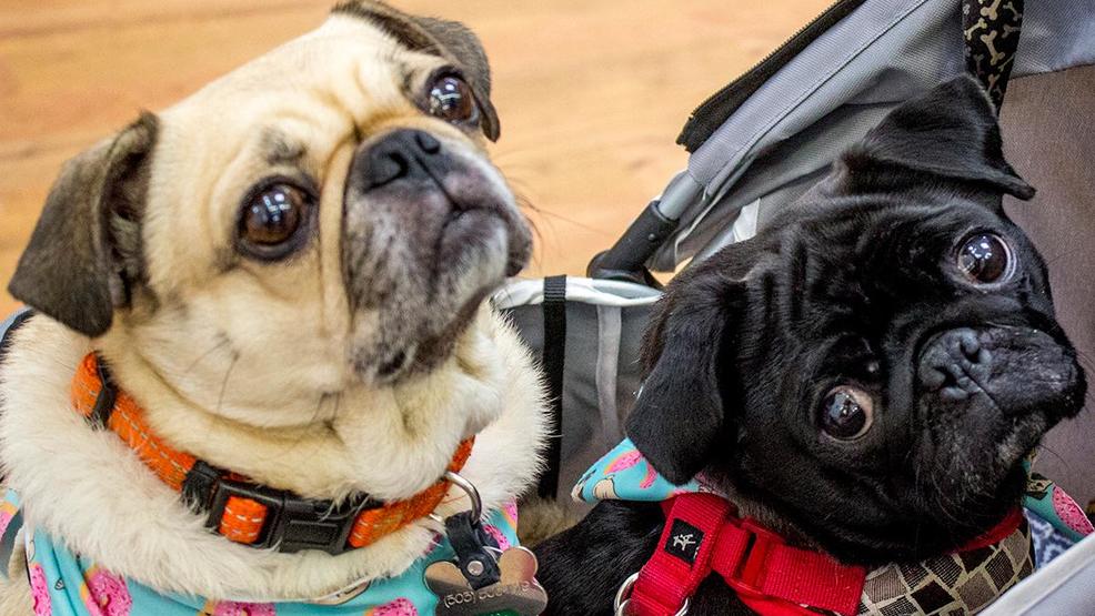 Photos: Curly tails and squished noses fill Pop-up Pug Café and Art ...