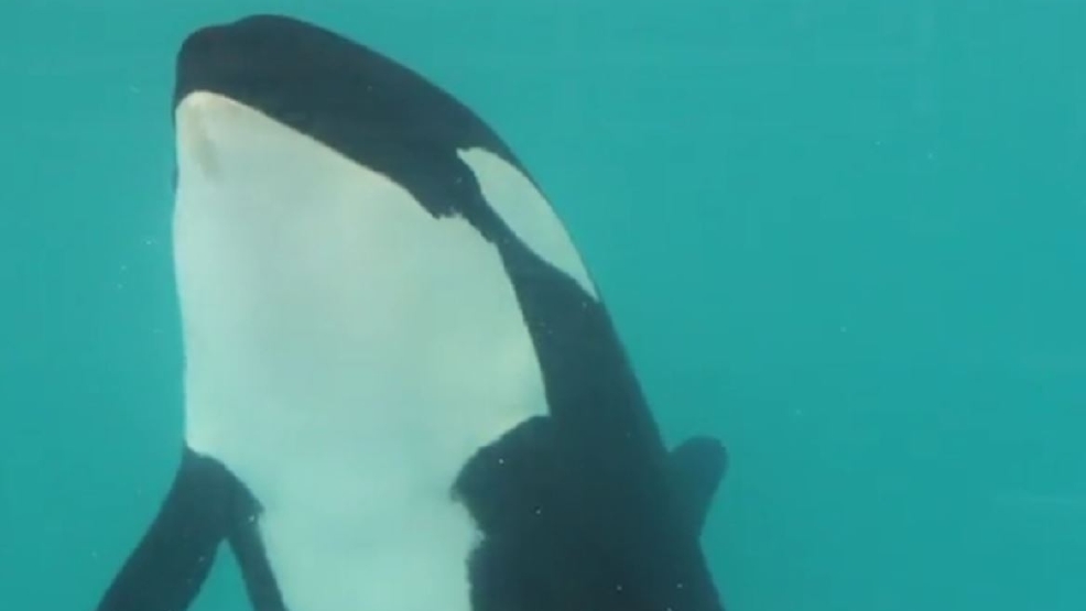 SeaWorld prepares for last orca birth at San Antonio park | KABB