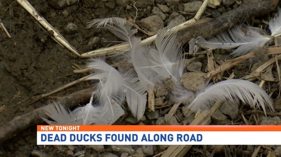 Investigation udnerway into dead duck dumping | WHP