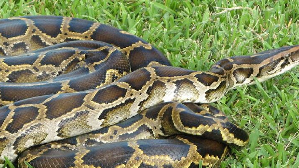 Python sightings at local park and nature center | WPEC