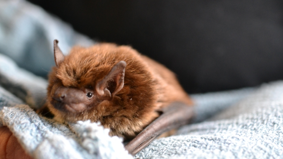 Meet Echo, Ohio Wildlife Center's Big Brown Bat ambassador | WTTE